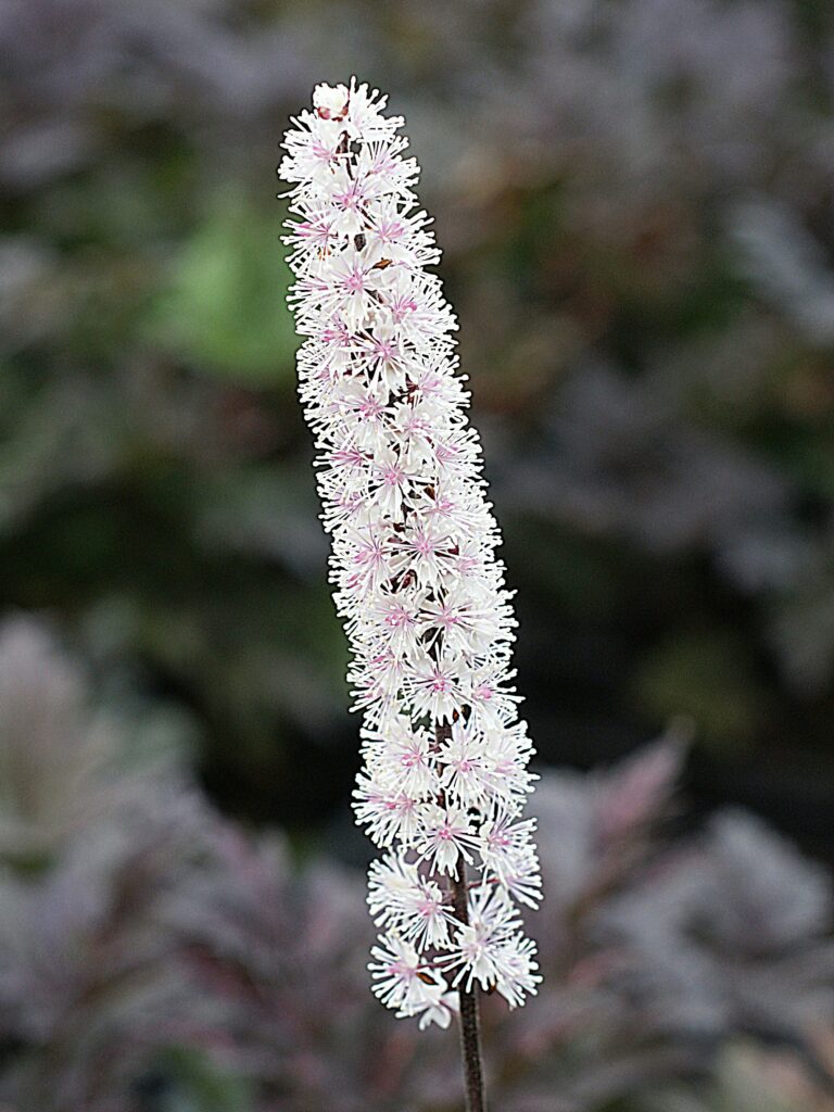 Actaea simplex 'Brunette' (Zilverkaars) - Vaste Tuinplanten
