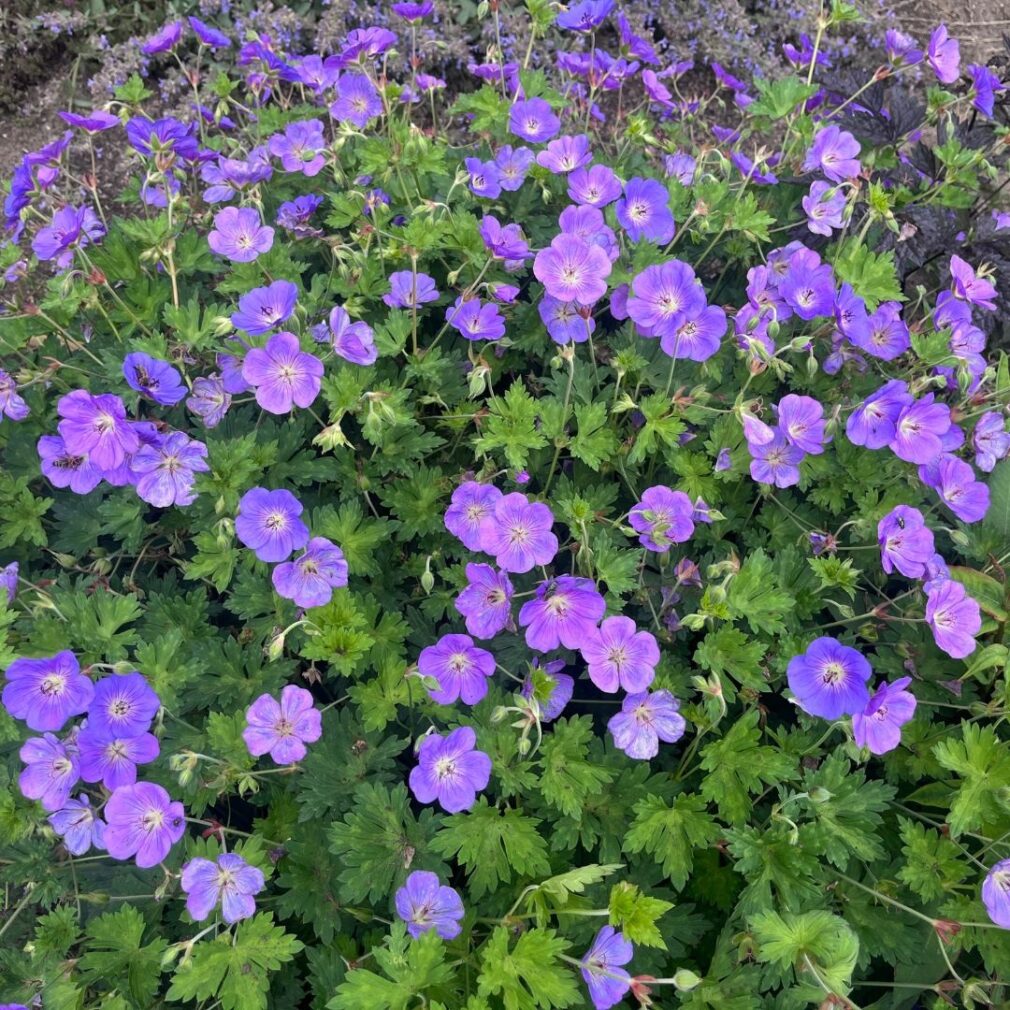 Geranium 'Rozanne' ® (Ooievaarsbek) - Vaste Tuinplanten