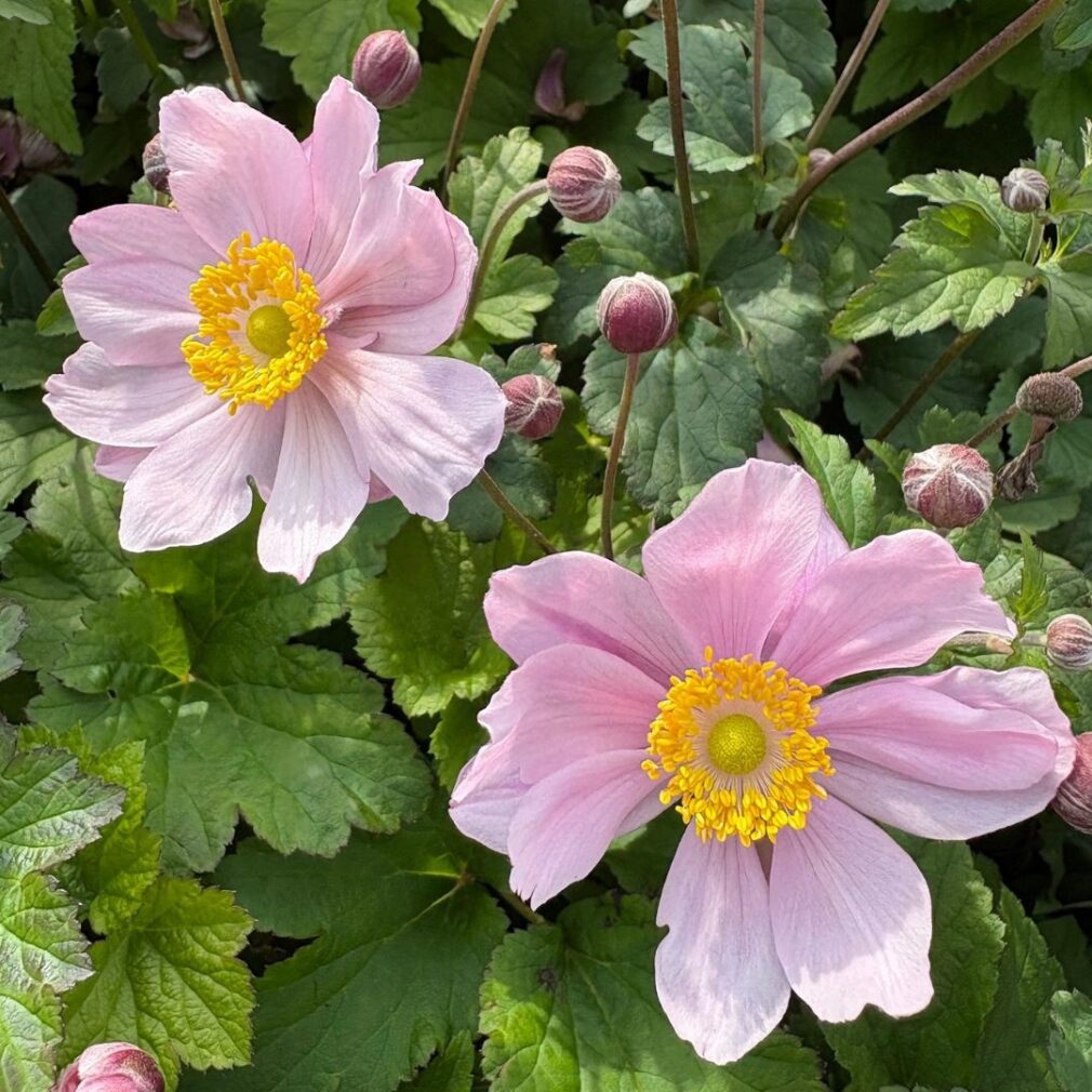 Anemone hybrida 'Serenade' (Herfstanemoon) - Vaste Tuinplanten