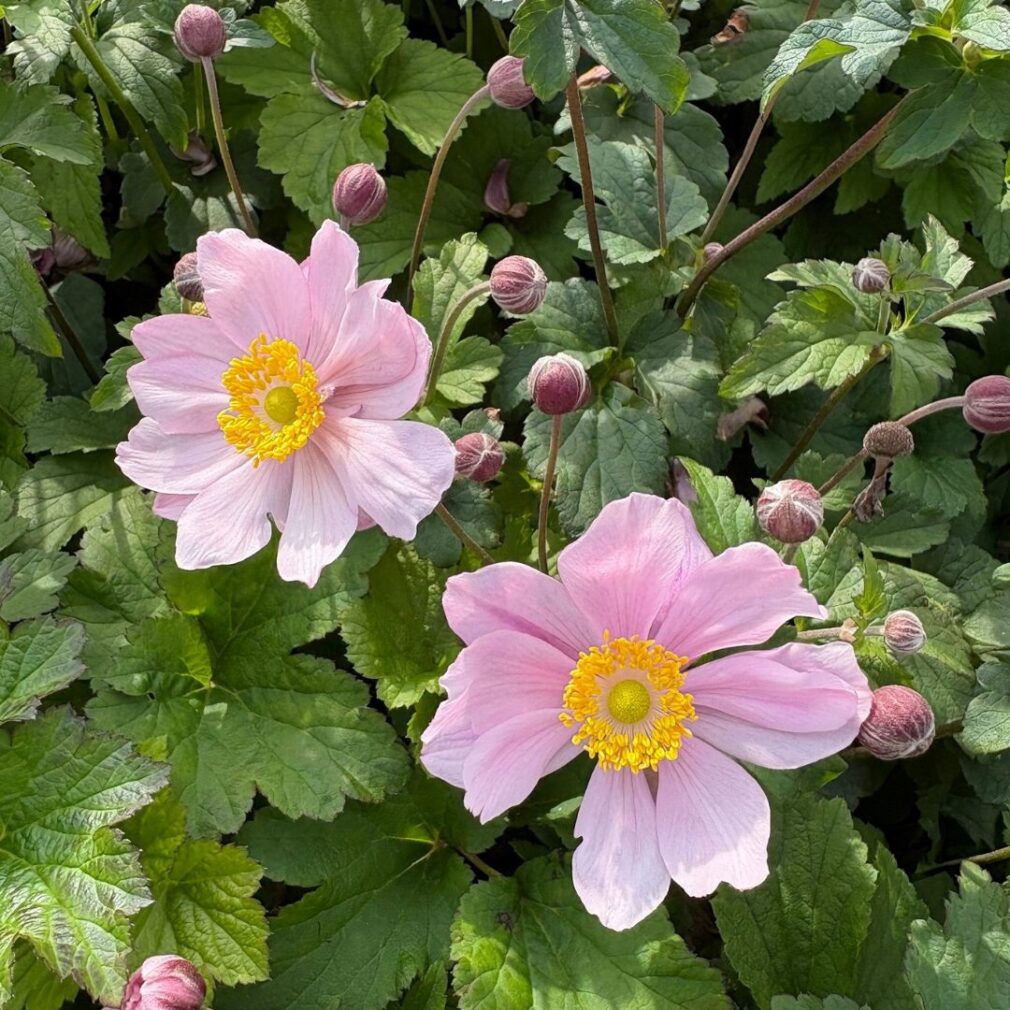 Anemone hybrida 'Serenade' (Herfstanemoon) - Vaste Tuinplanten