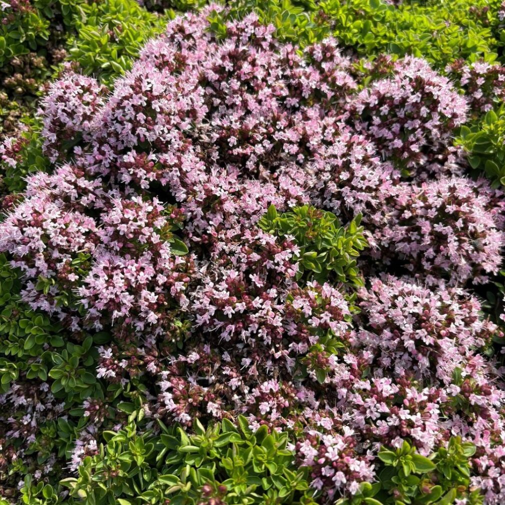 Origanum vulgare 'Compactum' (Marjolein) - Vaste Tuinplanten