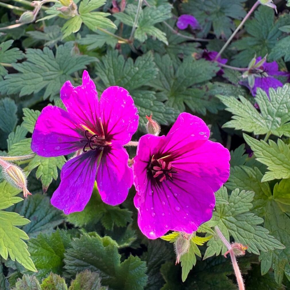 Geranium 'Anne Thomson' (Ooievaarsbek) - Vaste Tuinplanten