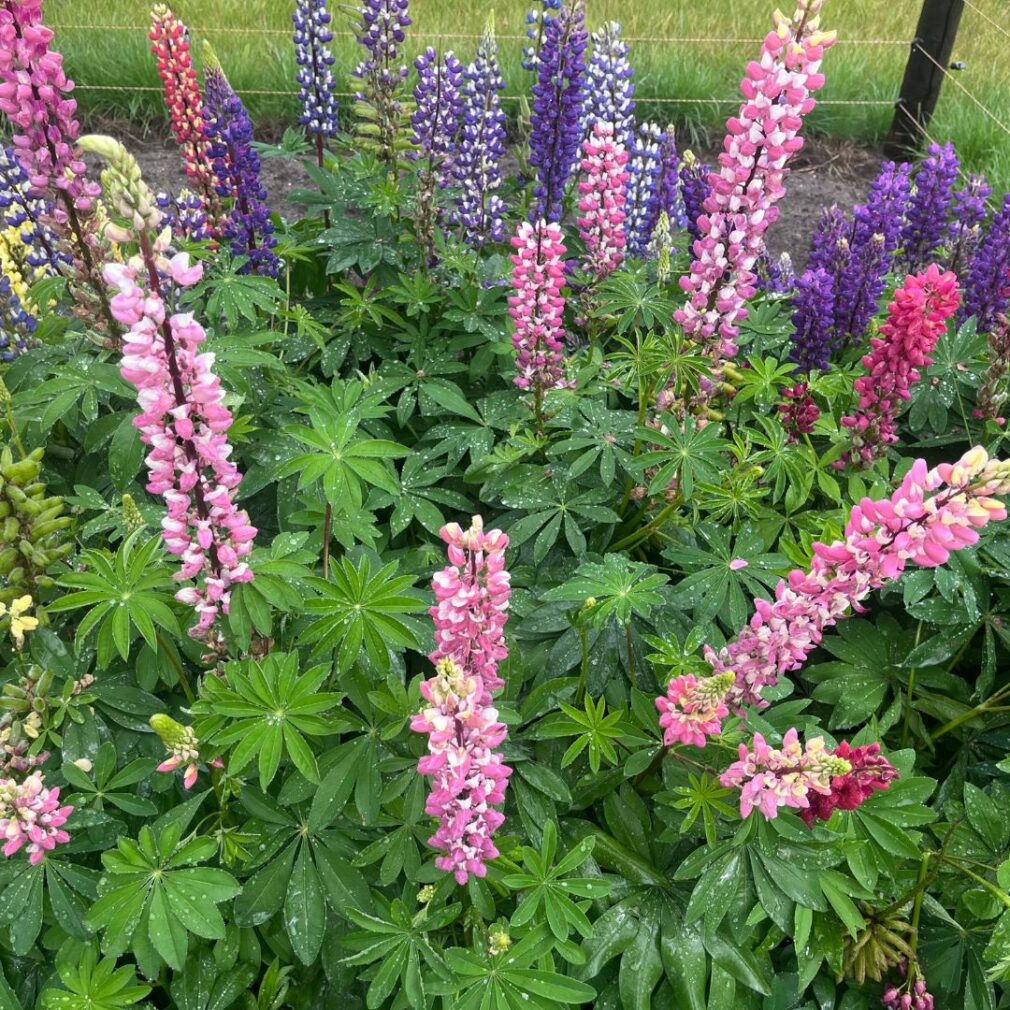 Lupinus 'Gallery Pink' (Lupine) - Vaste Tuinplanten