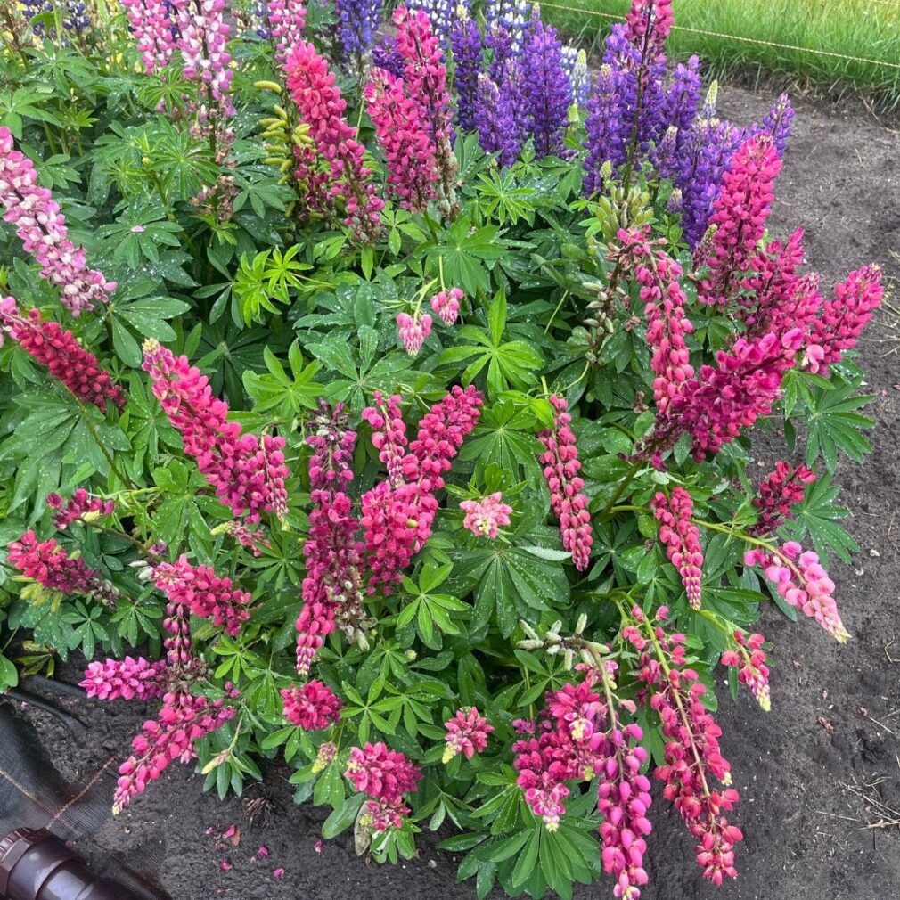 Lupinus 'Gallery Red' (Lupine) - Vaste Tuinplanten