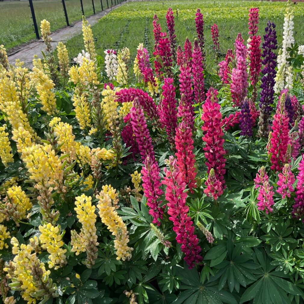 Lupinus 'Gallery Red' (Lupine) - Vaste Tuinplanten