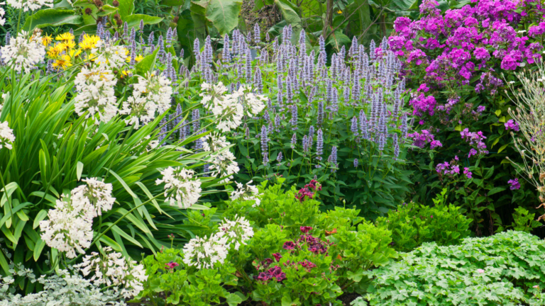 Hoe verzorg je vaste planten? - Vaste Tuinplanten
