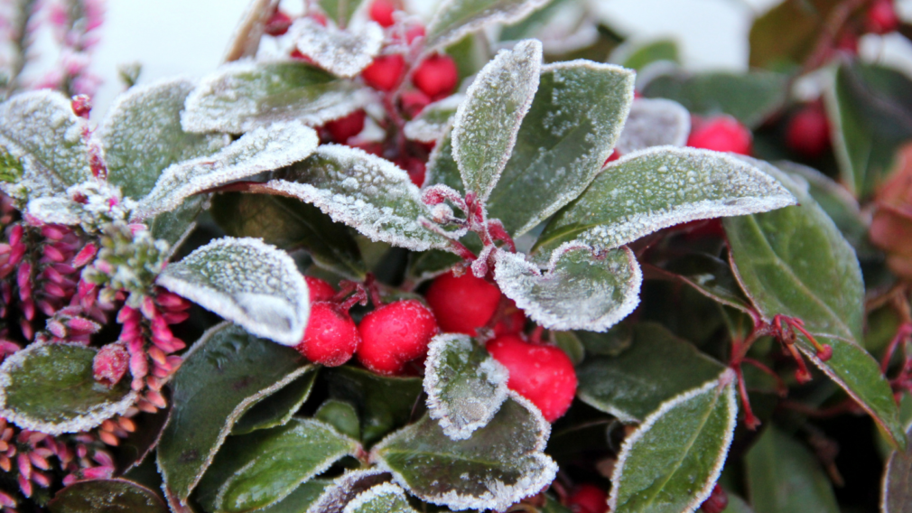 De aankoop van vaste planten in de winter - Vaste Tuinplanten