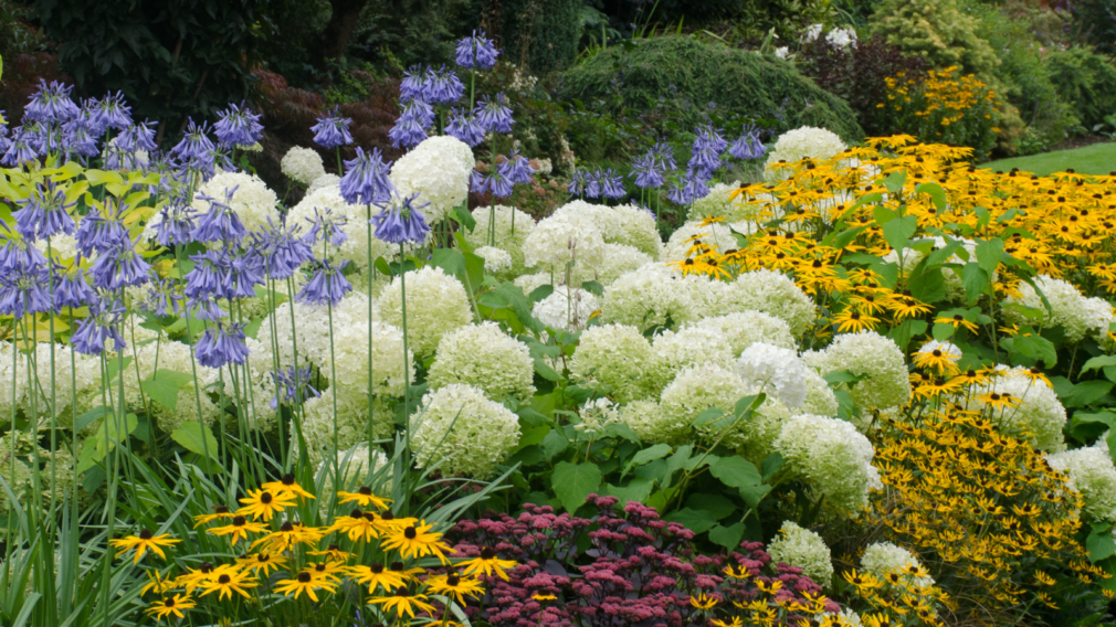 Vaste planten, wat zijn dat nu eigenlijk precies? - Vaste Tuinplanten