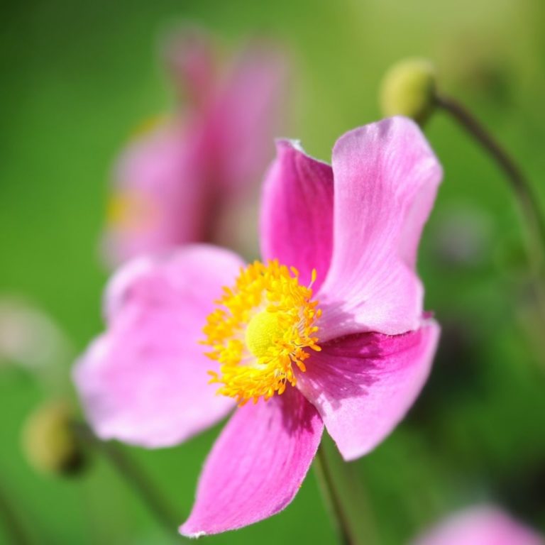 Anemone hupehensis 'Praecox' (Herfstanemoon) - Vaste Tuinplanten