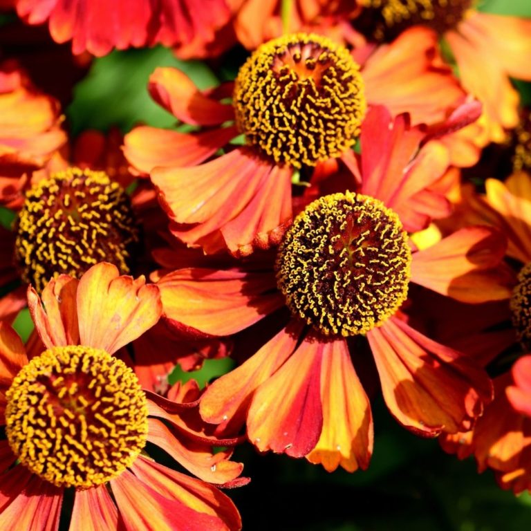 Helenium 'Moerheim Beauty' (Zonnekruid) - Vaste Tuinplanten