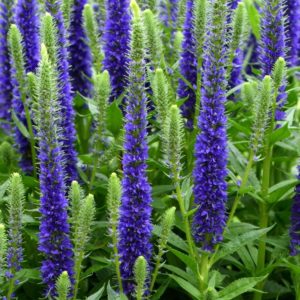 Veronica spicata 'Ulster Dwarf Blue' (Ereprijs) - Vaste Tuinplanten