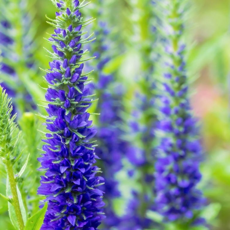 Veronica spicata 'Ulster Dwarf Blue' (Ereprijs) - Vaste Tuinplanten