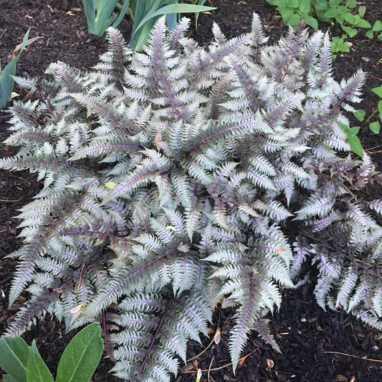 Athyrium niponicum 'Silver Falls' (Wijfjesvaren) - Vaste Tuinplanten