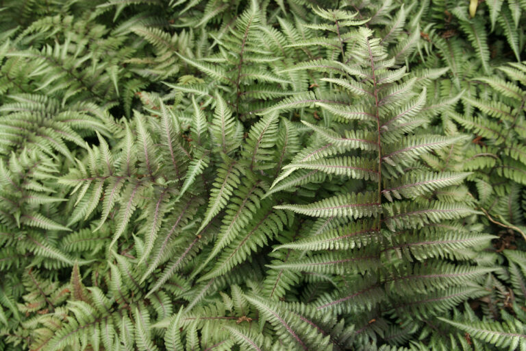Athyrium niponicum 'Ursula's Red' (Japanse Regenboogvaren) - Vaste ...