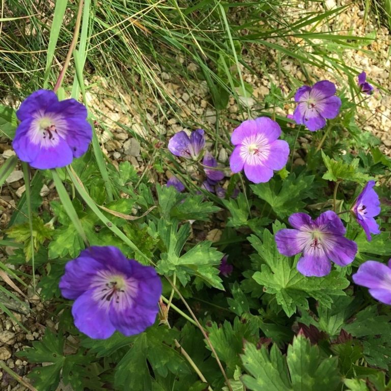 Geranium 'Azure Rush' (Ooievaarsbek) - Vaste Tuinplanten