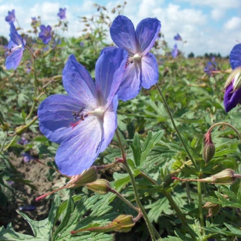 Geranium 'Johnson's Blue' (Ooievaarsbek) - Vaste Tuinplanten