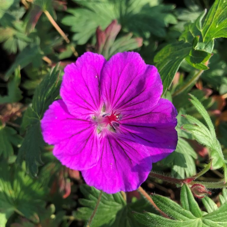 Geranium 'Tiny Monster' (Ooievaarsbek) - Vaste Tuinplanten