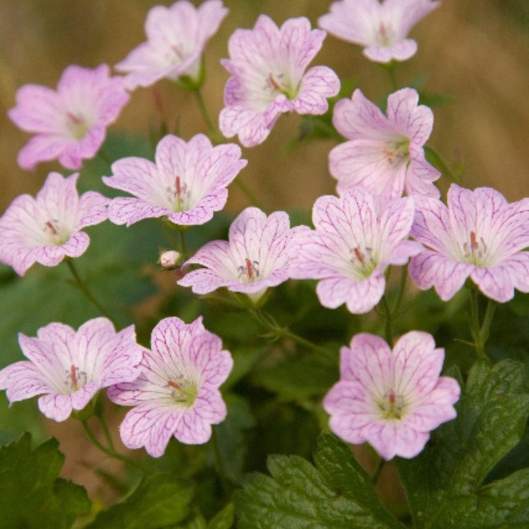 Geranium versicolor (Ooievaarsbek) - Vaste Tuinplanten