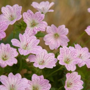 Geranium versicolor (Ooievaarsbek) - Vaste Tuinplanten