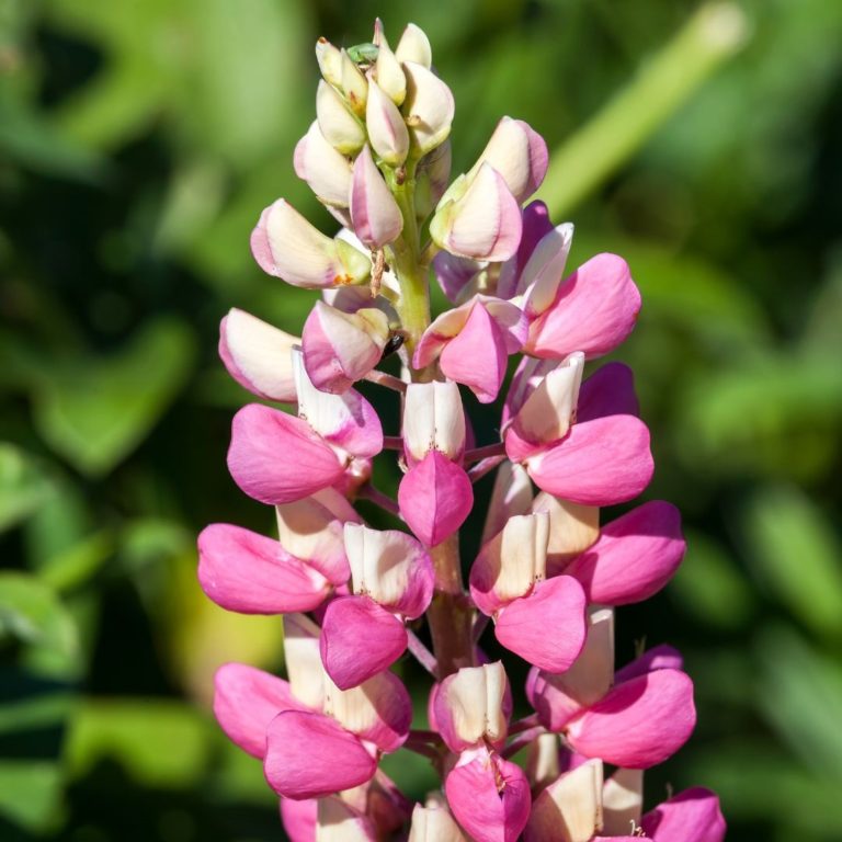 Lupinus 'The Chatelaine' (Lupine) - Vaste Tuinplanten