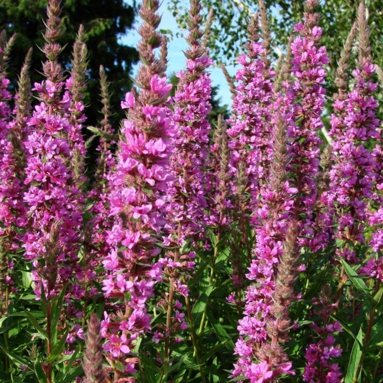 Lythrum salicaria 'Rosy Gem' (Kattenstaart) - Vaste Tuinplanten
