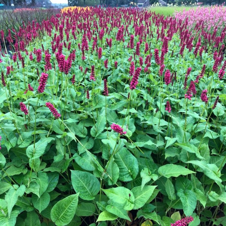 Persicaria amplexicaulis 'Taurus' (Duizendknoop) - Vaste Tuinplanten