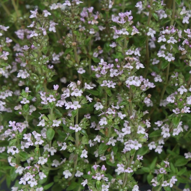 Thymus vulgaris 'Compactus' (Tijm) - Vaste Tuinplanten